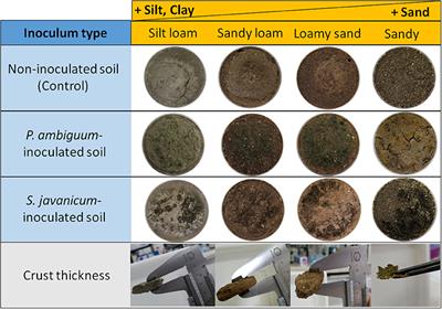 Sandy Loam Vs Loamy Sand