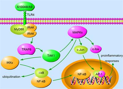 Frontiers | S100A8/A9 in Inflammation