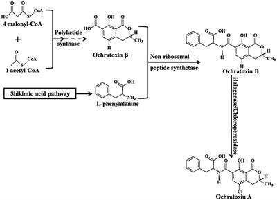 Frontiers | Advances in Biodetoxification of Ochratoxin A-A Review of ...