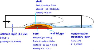 Frontiers | Contact Pathway Function During Human Whole Blood Clotting ...