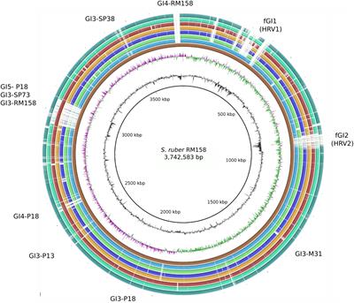 Frontiers | Genome Variation in the Model Halophilic Bacterium ...