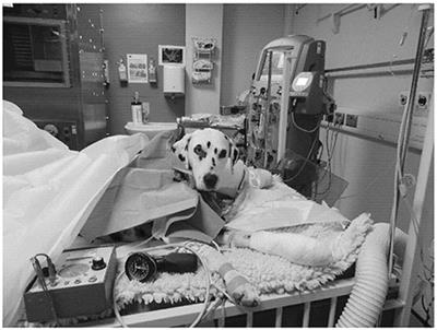 Why Would A Dog Need Plasma