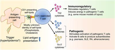 Frontiers | Linking CD1-Restricted T Cells With Autoimmunity and ...