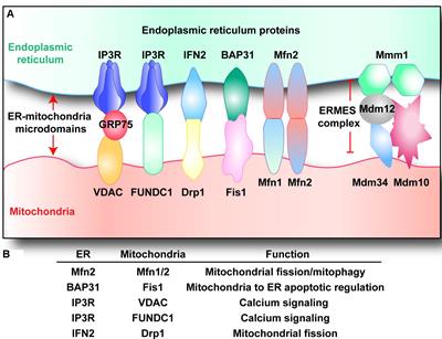 Frontiers | ER–Mitochondria Microdomains in Cardiac Ischemia ...