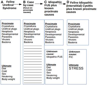 Frontiers | Resurrecting FUS: Adrenal Androgens as an Ultimate Cause of ...