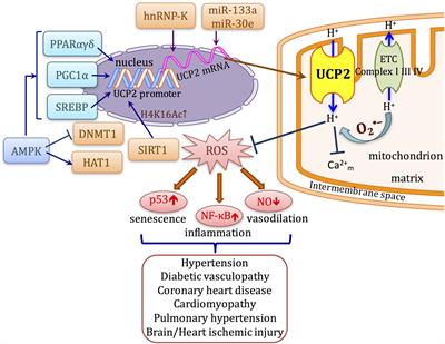 Frontiers | Uncoupling Protein 2 in Cardiovascular Health and Disease