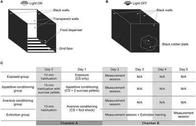 Frontiers | Mismatch Negativity in Rat Auditory Cortex Represents the ...