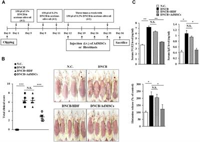 Frontiers | Human Adipose Tissue-Derived Mesenchymal Stem Cells ...