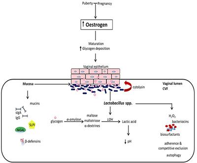 Frontiers | The Vaginal Microenvironment: The Physiologic Role of ...
