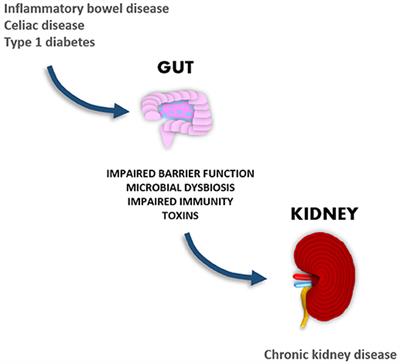 Frontiers | The Gut-Kidney Axis: Putative Interconnections Between ...