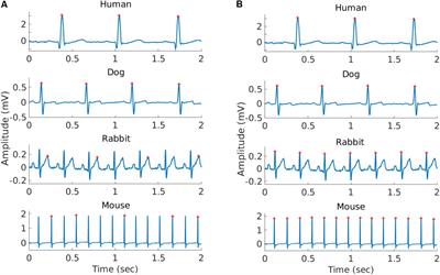 Frontiers | PhysioZoo: A Novel Open Access Platform for Heart Rate ...