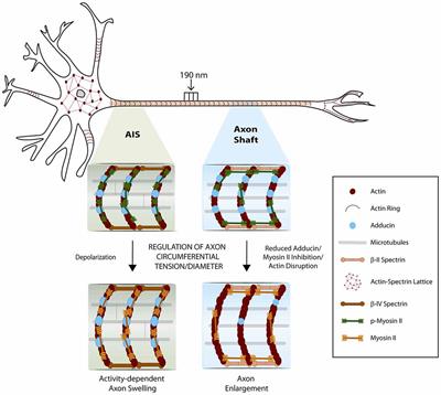 Frontiers | The Regulation of Axon Diameter: From Axonal ...