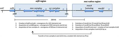 Frontiers | Factors Contributing to the Evolution of mecA-Mediated β ...