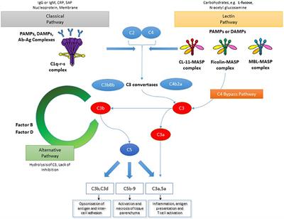 Frontiers | Collectin-11 (CL-11) Is a Major Sentinel at Epithelial ...