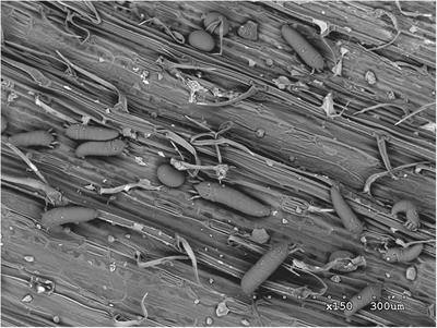 Frontiers | The Interface Between Wheat and the Wheat Curl Mite, Aceria ...