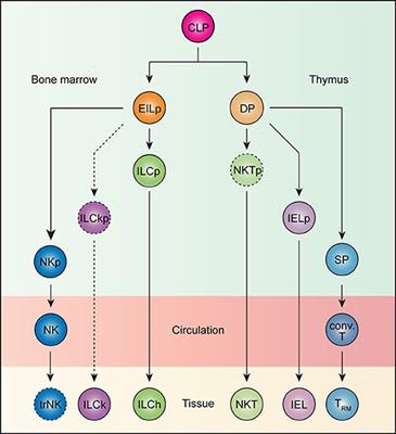 Frontiers | Tissue-Resident Lymphocytes Across Innate and Adaptive Lineages