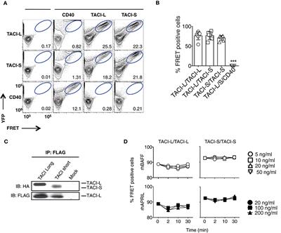 Frontiers | TACI Isoforms Regulate Ligand Binding and Receptor Function