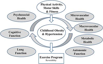 Frontiers | Exercise and Arterial Modulation in Children: The EXAMIN ...