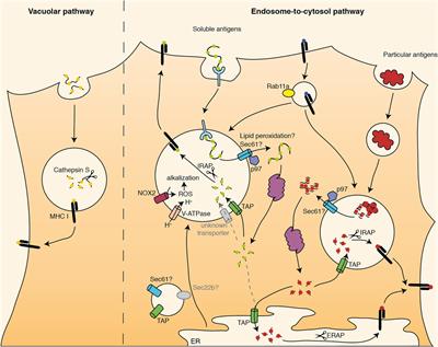 Frontiers | Current Concepts of Antigen Cross-Presentation