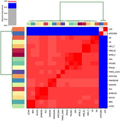 Frontiers | Genetic Signatures of Dairy Lactobacillus casei Group