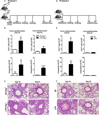 Frontiers | Allergen Exposure in Lymphopenic Fas-Deficient Mice Results ...