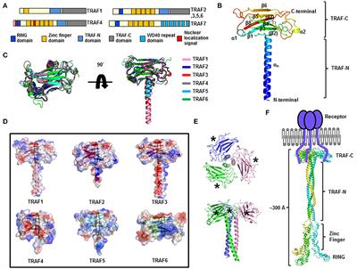 Frontiers | Structure of TRAF Family: Current Understanding of Receptor ...