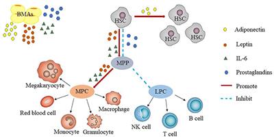Frontiers | Bone Marrow Fat and Hematopoiesis