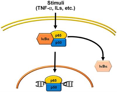 Frontiers | The Role of the Transcription Factor Nuclear Factor-kappa B ...