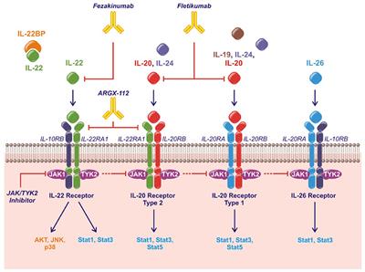 Frontiers | The IL-20 Cytokine Family in Rheumatoid Arthritis and ...