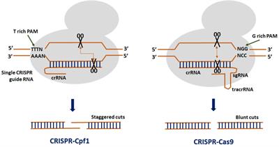 Frontiers | Genome Editing in Rice: Recent Advances, Challenges, and ...