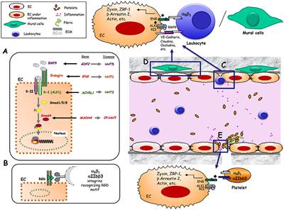 Frontiers | Endoglin as an Adhesion Molecule in Mature and Progenitor ...