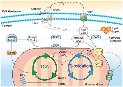 Frontiers | Epigenetic-Transcriptional Regulation of Fatty Acid ...