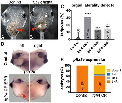 Frontiers | Candidate Heterotaxy Gene FGFR4 Is Essential for Patterning ...