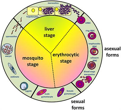 Frontiers | Sticking for a Cause: The Falciparum Malaria Parasites ...