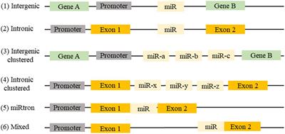 Frontiers | Emerging microRNA Therapeutic Approaches for Cystic Fibrosis