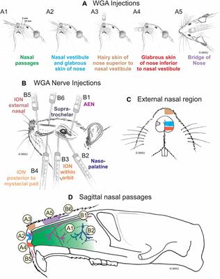 Frontiers | Innervation of the Nose and Nasal Region of the Rat ...