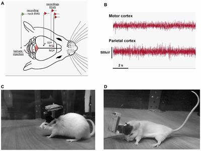 Parietal Cortex Mouse