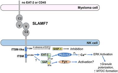 Frontiers | Mechanisms of NK Cell Activation and Clinical Activity of ...