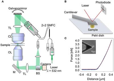 Frontiers | Intracellular Mass Density Increase Is Accompanying but Not ...