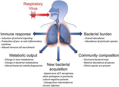 Frontiers | Viral-Bacterial Co-infections in the Cystic Fibrosis ...