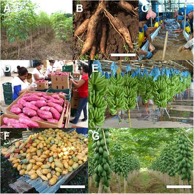 Frontiers | Meiosis Research in Orphan and Non-orphan Tropical Crops