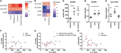 Frontiers | In vitro and in vivo Effects of Lactate on Metabolism and ...