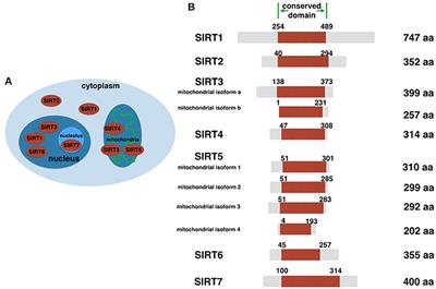Frontiers | Advances in Cellular Characterization of the Sirtuin ...