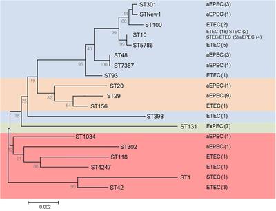 Frontiers | Swine Enteric Colibacillosis in Spain: Pathogenic Potential ...