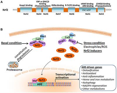 Frontiers | Critical Role of Nrf2 in Experimental Ischemic Stroke
