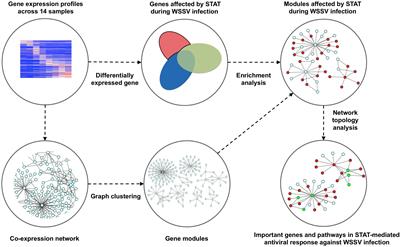 Frontiers | Identification of Functional Gene Modules Associated With ...