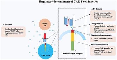 Frontiers | Lymphocytes in Cellular Therapy: Functional Regulation of ...
