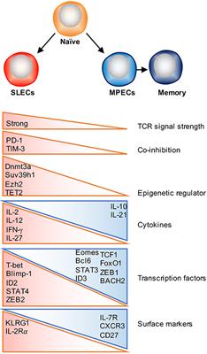 Frontiers | Transcriptional and Epigenetic Regulation of Effector and ...