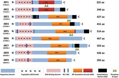 Frontiers | Therapeutic Targeting of IRFs: Pathway-Dependence or ...