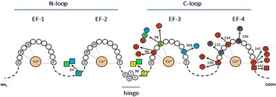 Frontiers | Calmodulinopathy: Functional Effects of CALM Mutations and ...